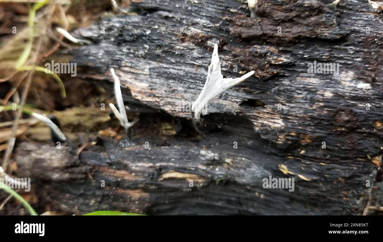 Candlesnuff Fungus (Xylaria hypoxylon) Fungi Stock Photo - Alamy