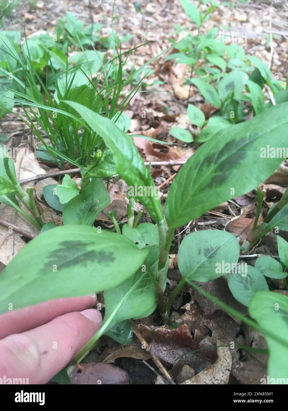 American jumpseed (Persicaria virginiana) Plantae Stock Photo - Alamy