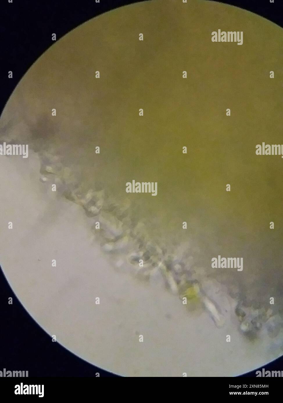 (Guepiniopsis buccina) Fungi Stock Photo - Alamy