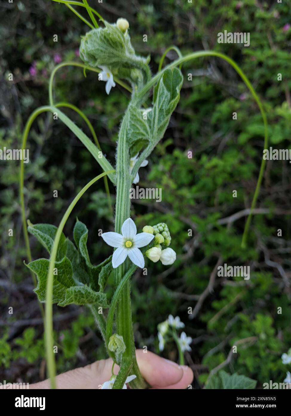 coastal manroot (Marah oregana) Plantae Stock Photo - Alamy