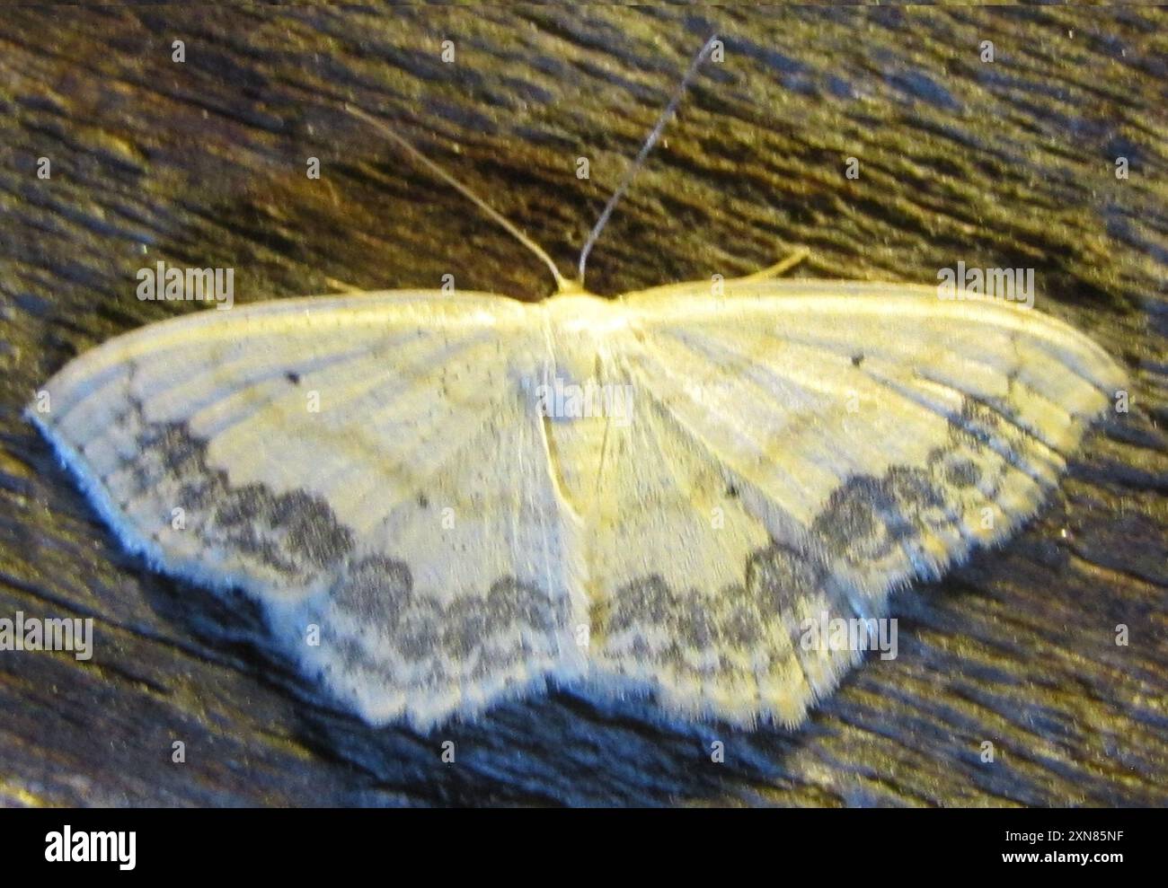Large Lace-border Moth (Scopula limboundata) Insecta Stock Photo - Alamy