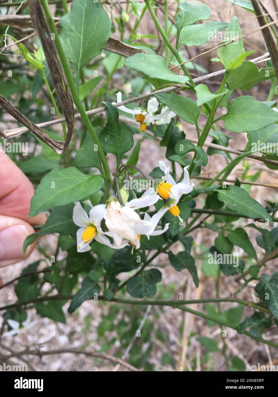Texas nightshade (Solanum triquetrum) Plantae Stock Photo - Alamy