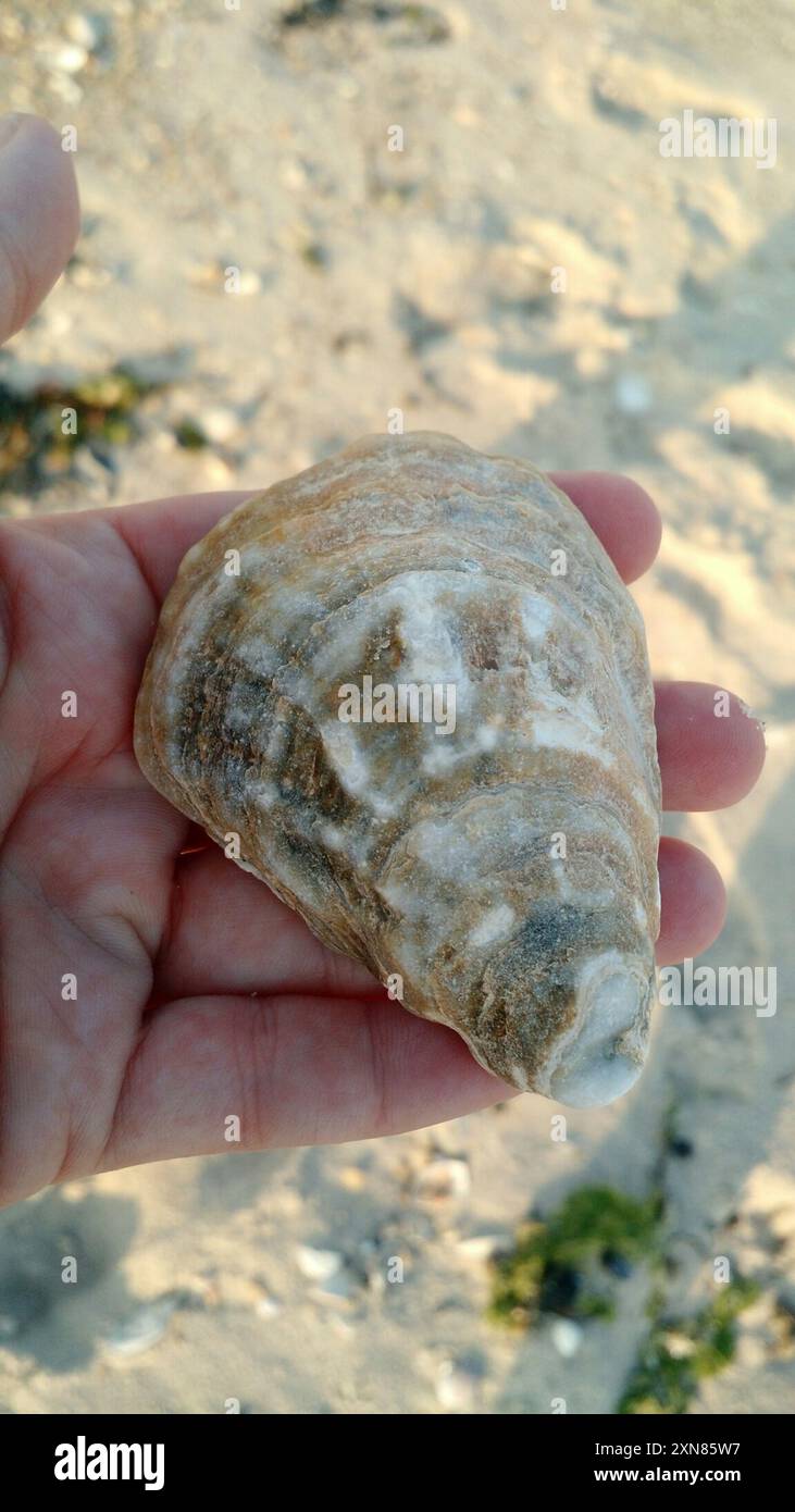 Eastern Oyster (Crassostrea virginica) Mollusca Stock Photo - Alamy