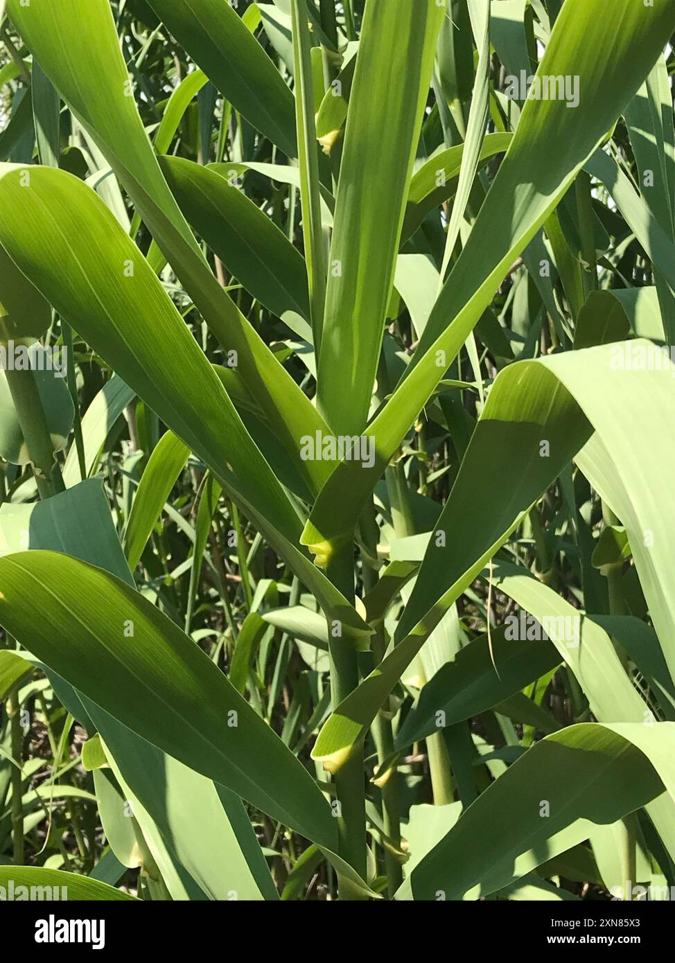giant reed (Arundo donax) Plantae Stock Photo - Alamy