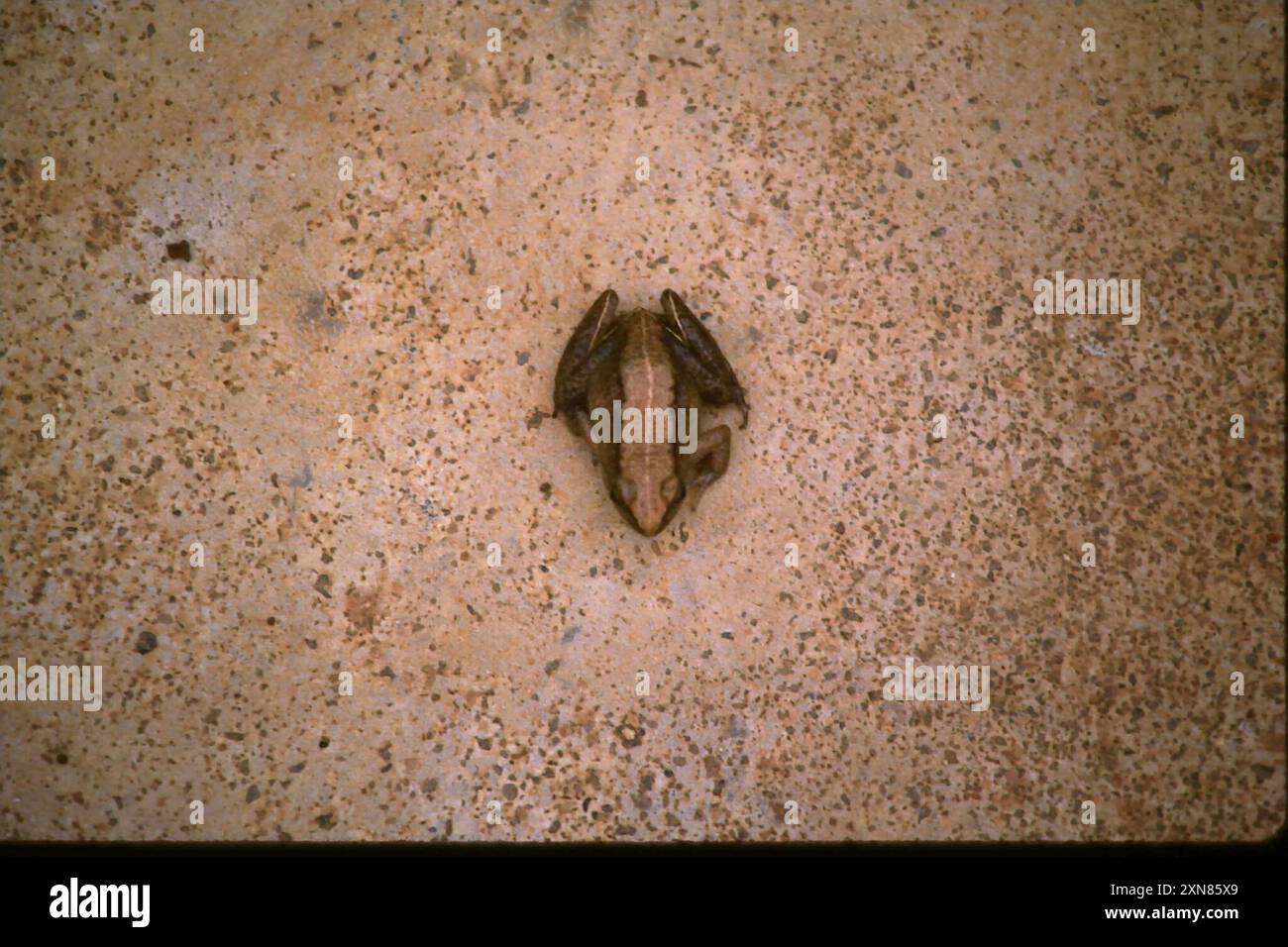 Eastern puddle frog (Phrynobatrachus acridoides) Amphibia Stock Photo ...