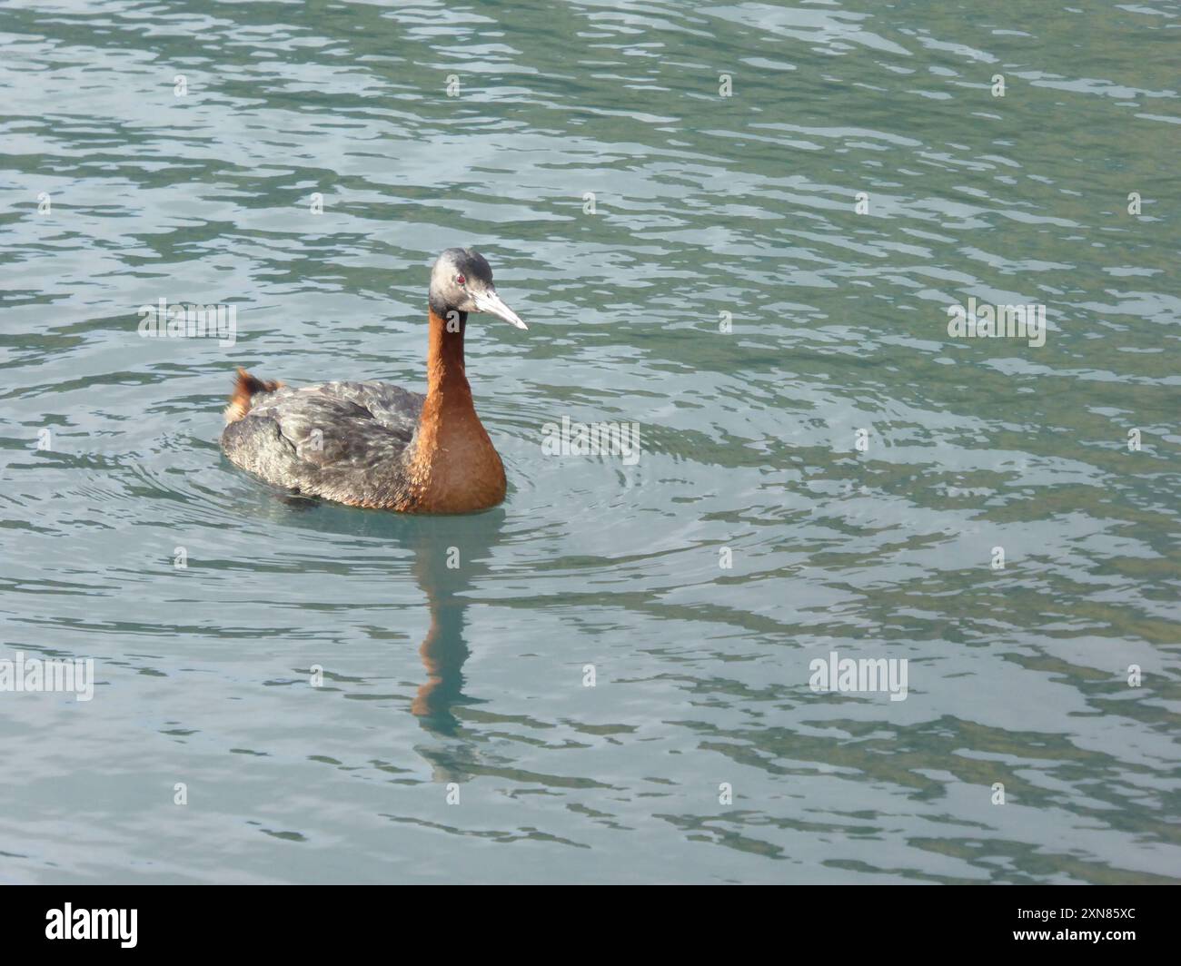 Great Grebe (Podiceps major) Aves Stock Photo - Alamy