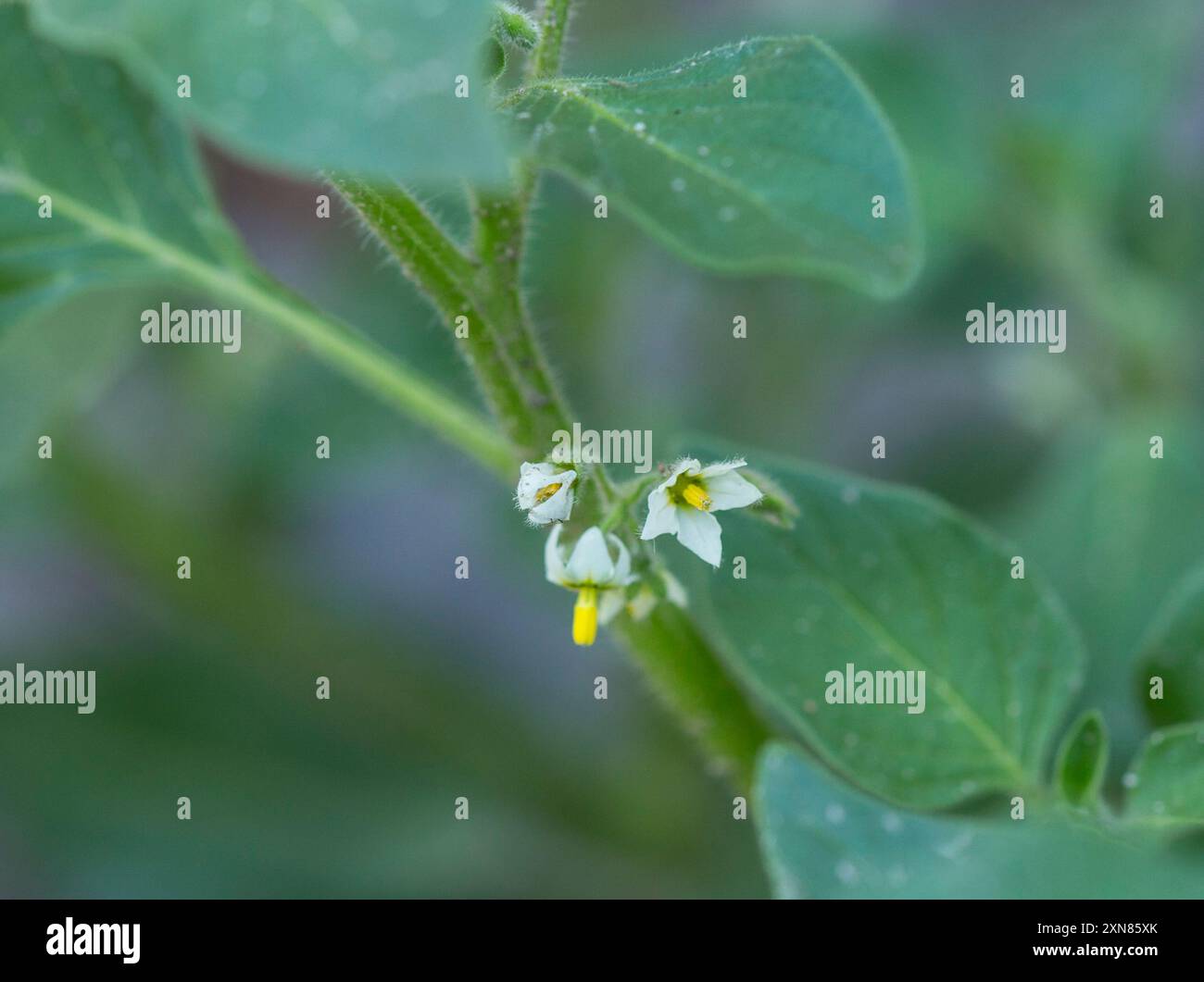 Green Nightshade (Solanum nitidibaccatum) Plantae Stock Photo - Alamy