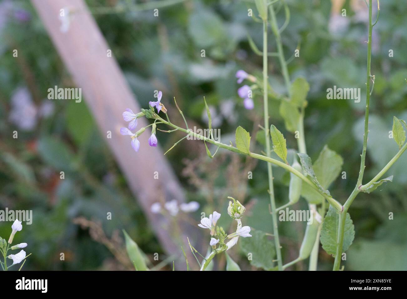 wild and domestic radish (Raphanus raphanistrum sativus) Plantae Stock ...
