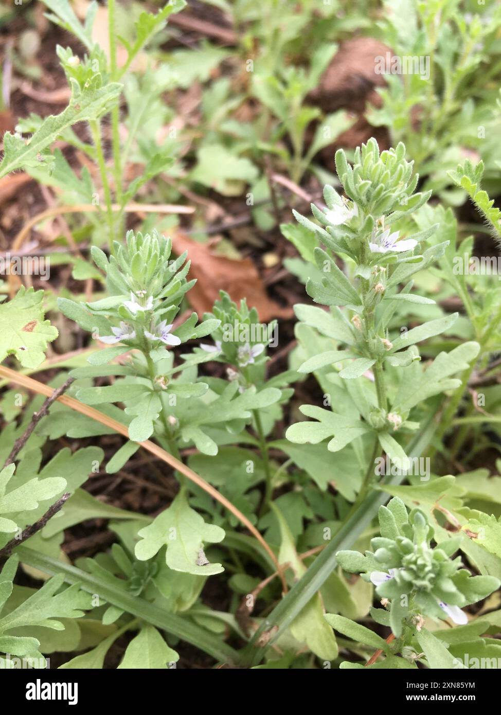 dwarf germander (Teucrium depressum) Plantae Stock Photo - Alamy