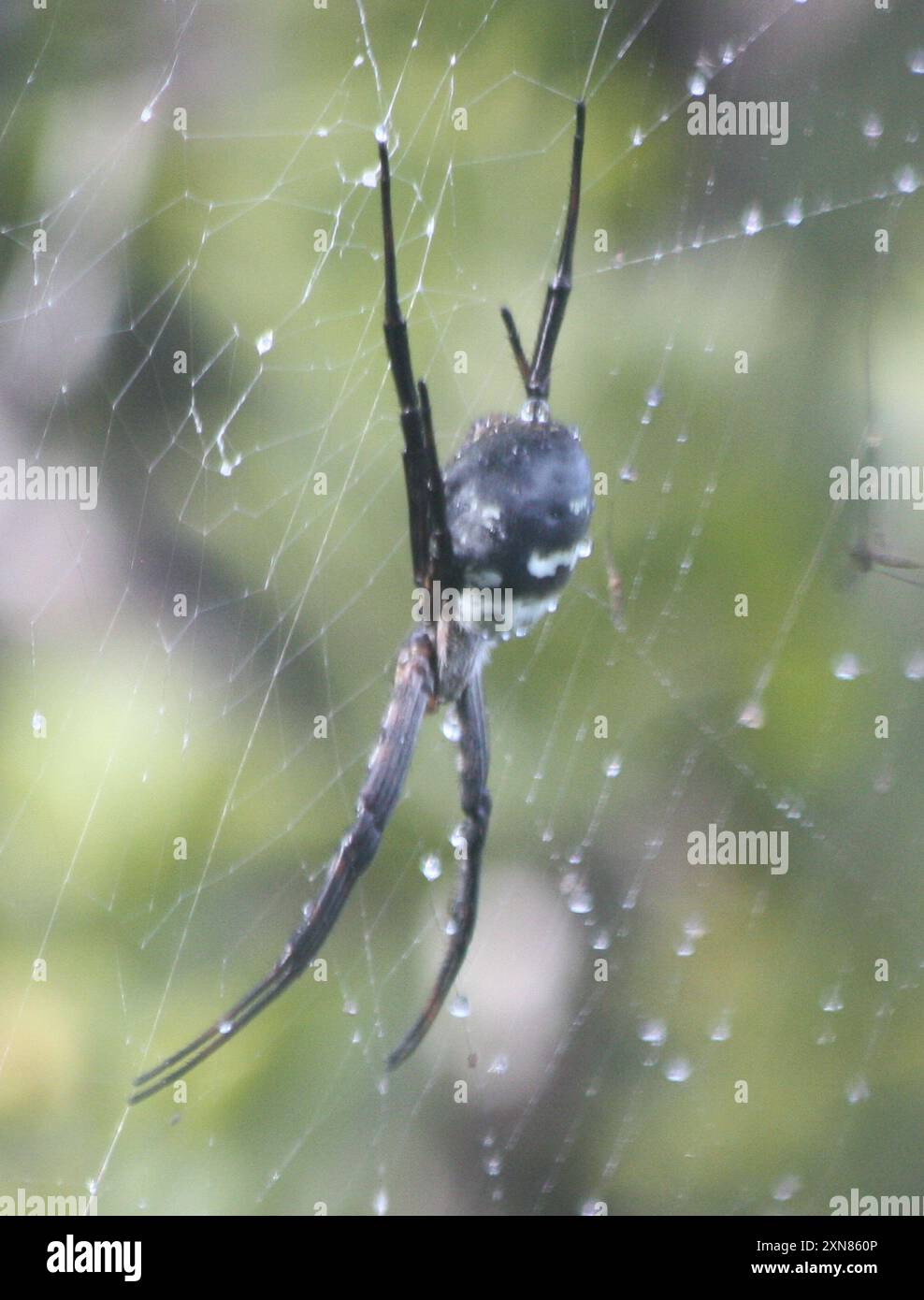 Kauai Spooky Face Spider (Argiope trifasciata kauaiensis) Arachnida ...