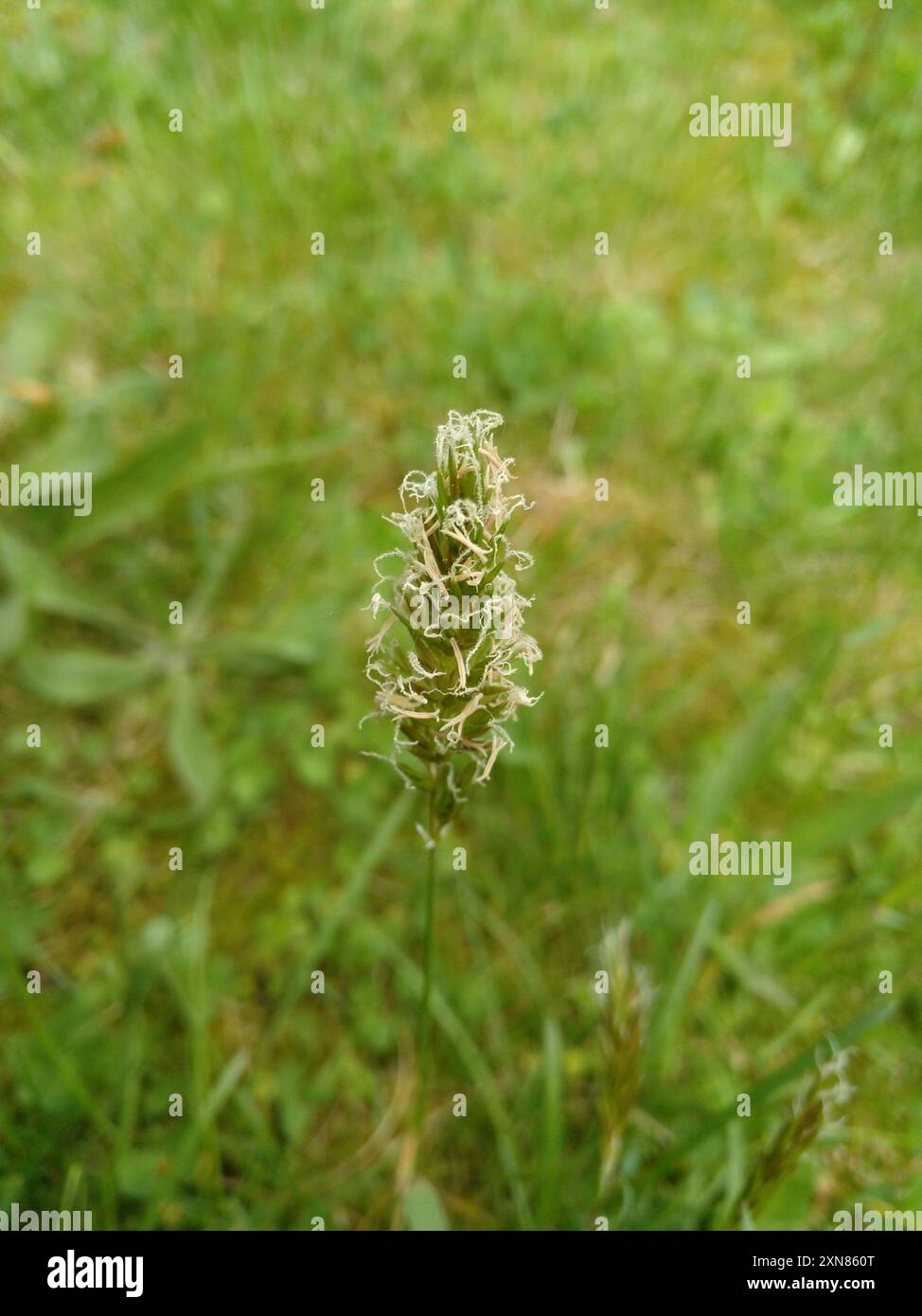 sweet vernal grass (Anthoxanthum odoratum) Plantae Stock Photo - Alamy
