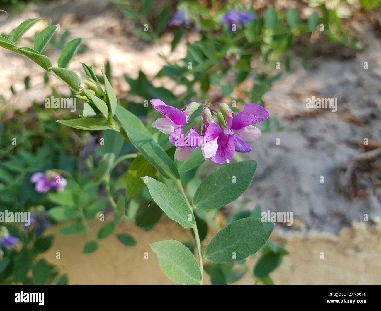 Beach Pea (Lathyrus japonicus maritimus) Plantae Stock Photo - Alamy