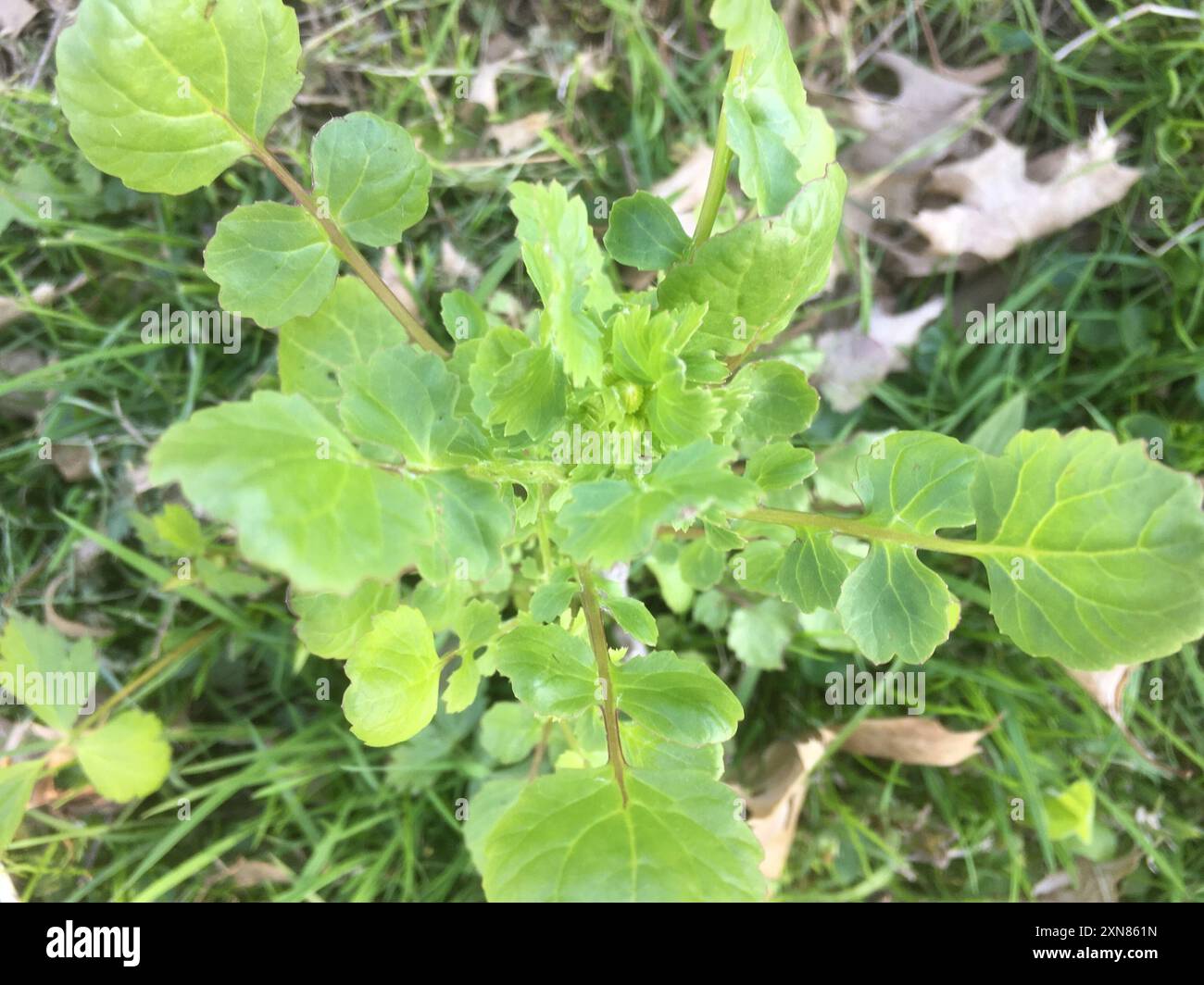Butterweed (Packera glabella) Plantae Stock Photo - Alamy