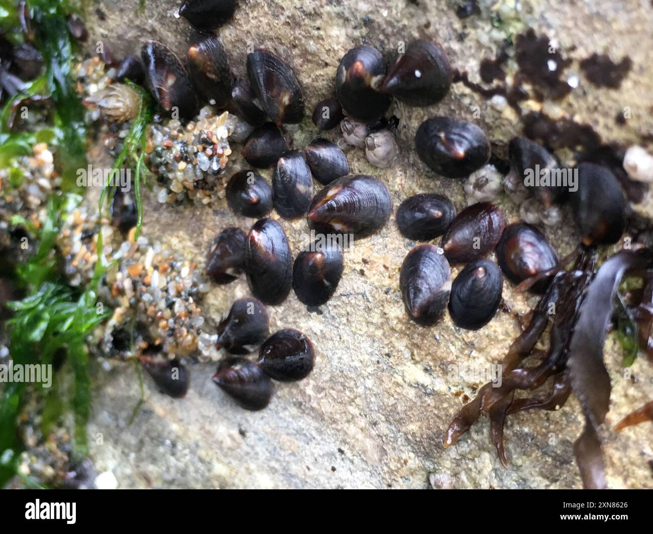 Gastropods (Gastropoda) Mollusca Stock Photo - Alamy