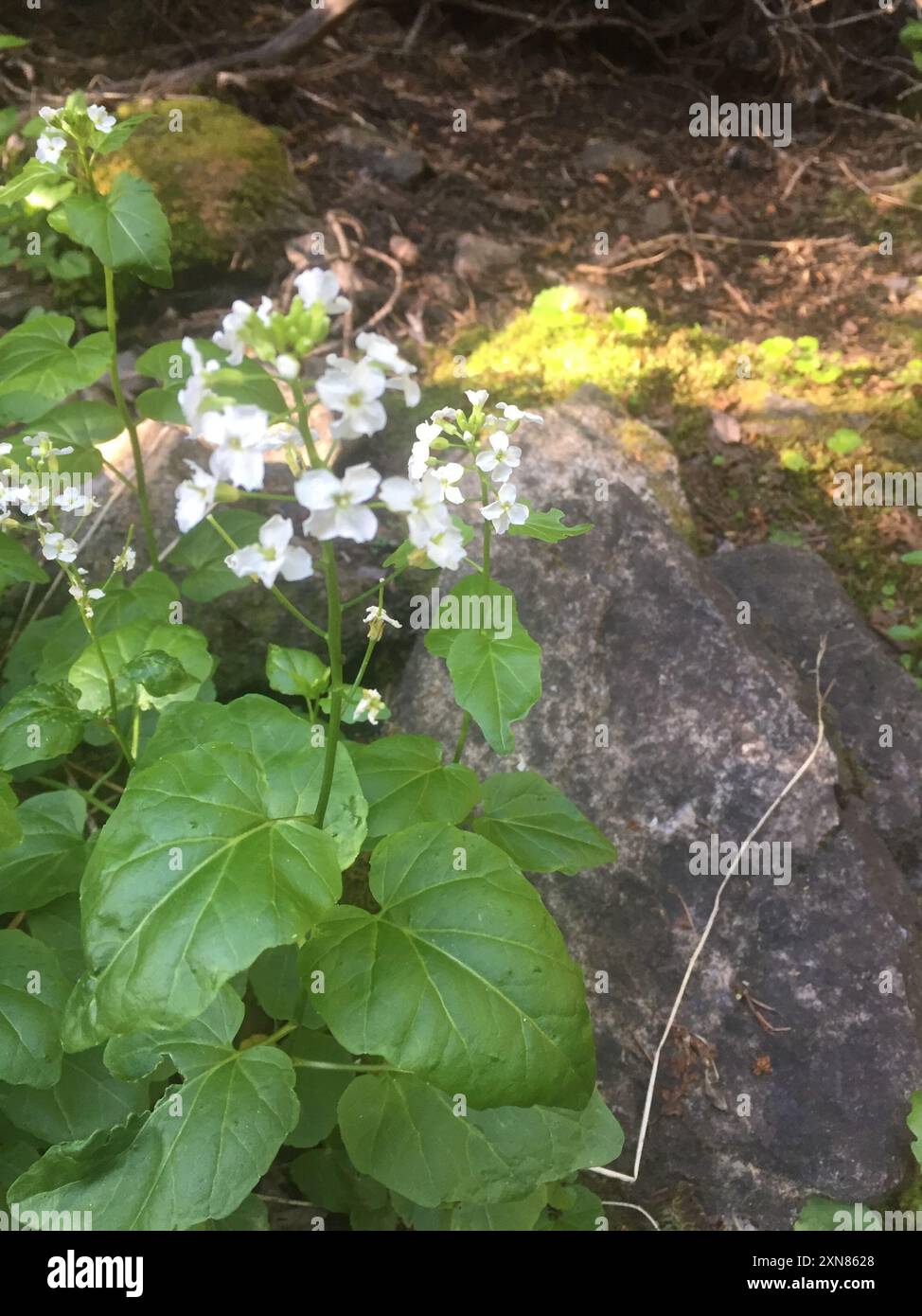 heartleaf bittercress (Cardamine cordifolia) Plantae Stock Photo - Alamy
