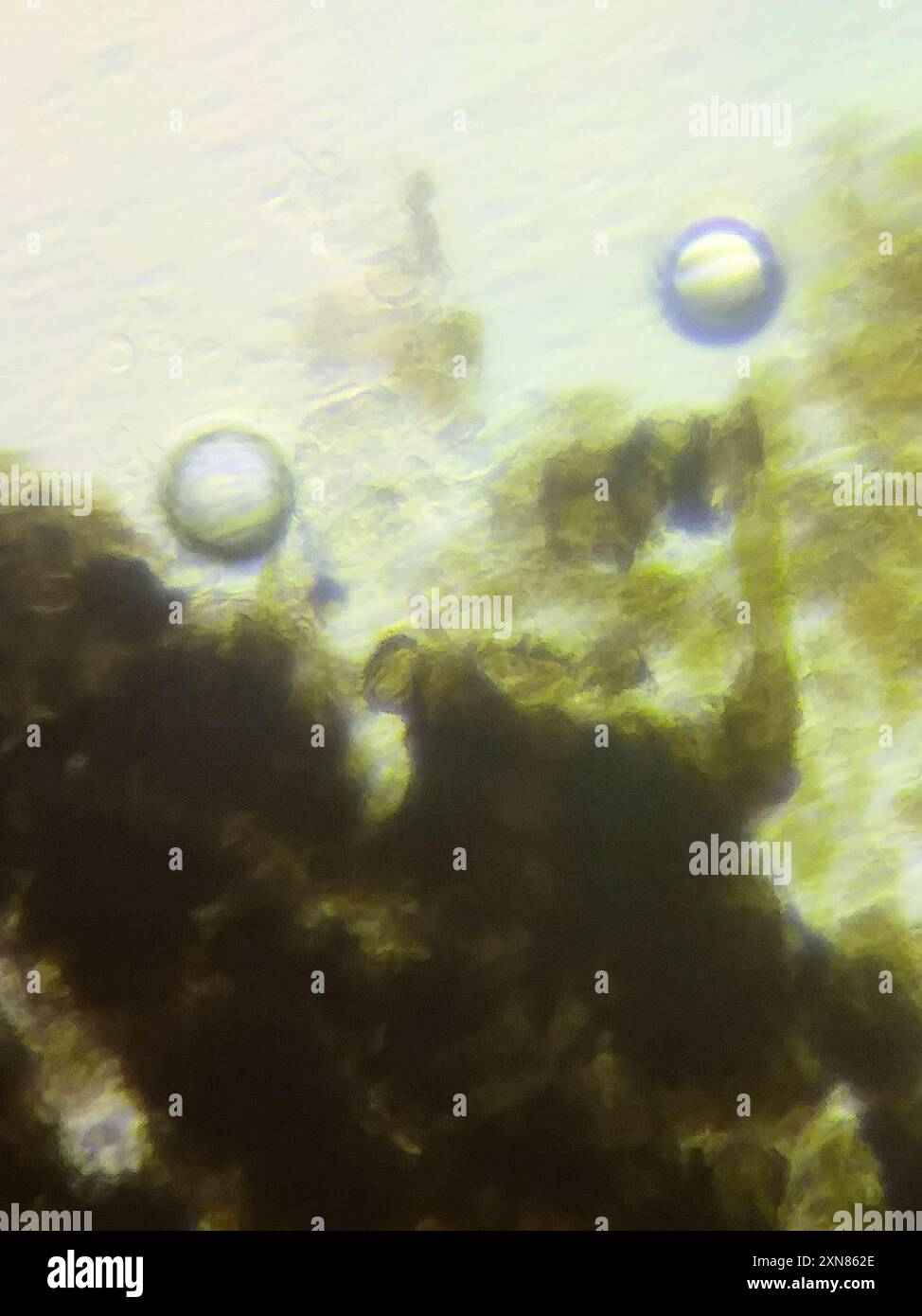 ebony cup (Pseudoplectania nigrella) Fungi Stock Photo - Alamy