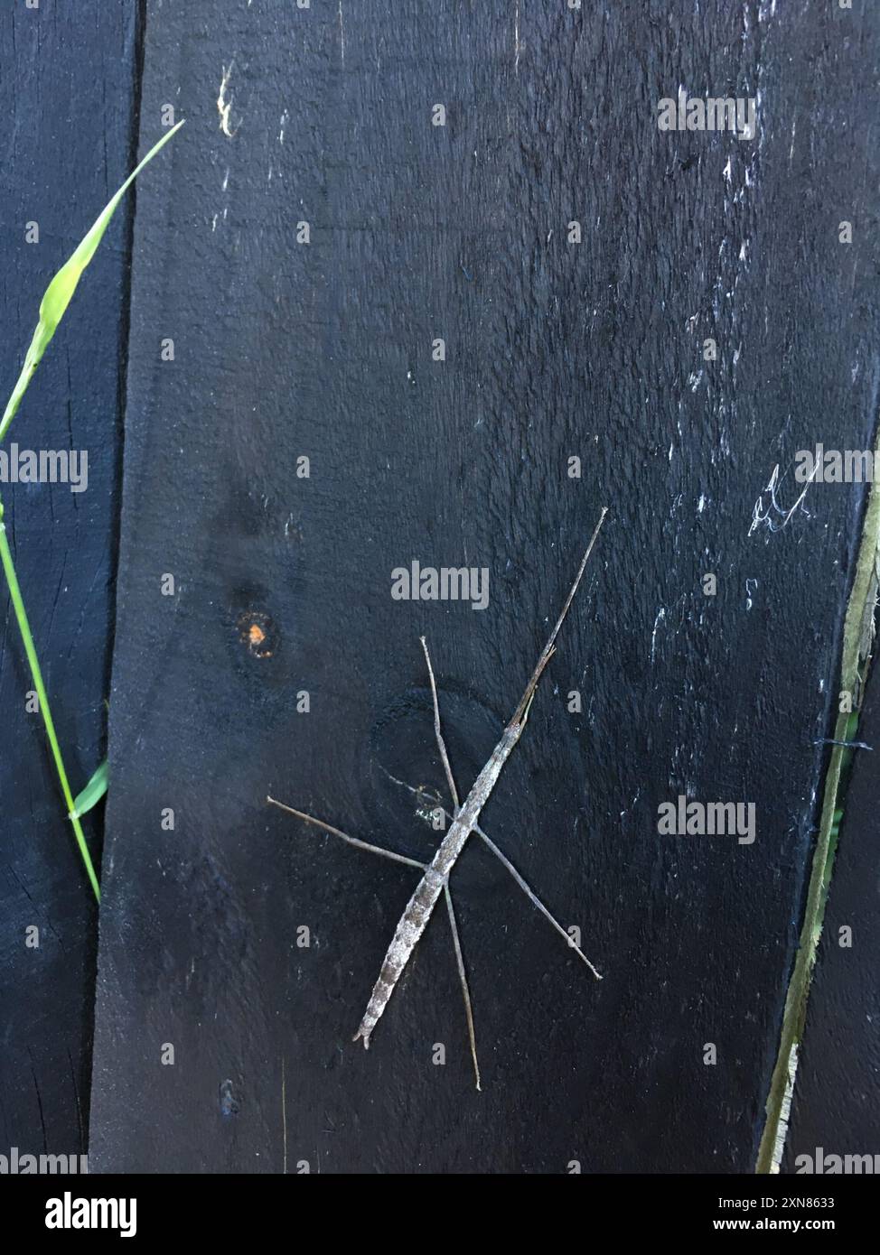 Stick Insects (Phasmida) Insecta Stock Photo - Alamy