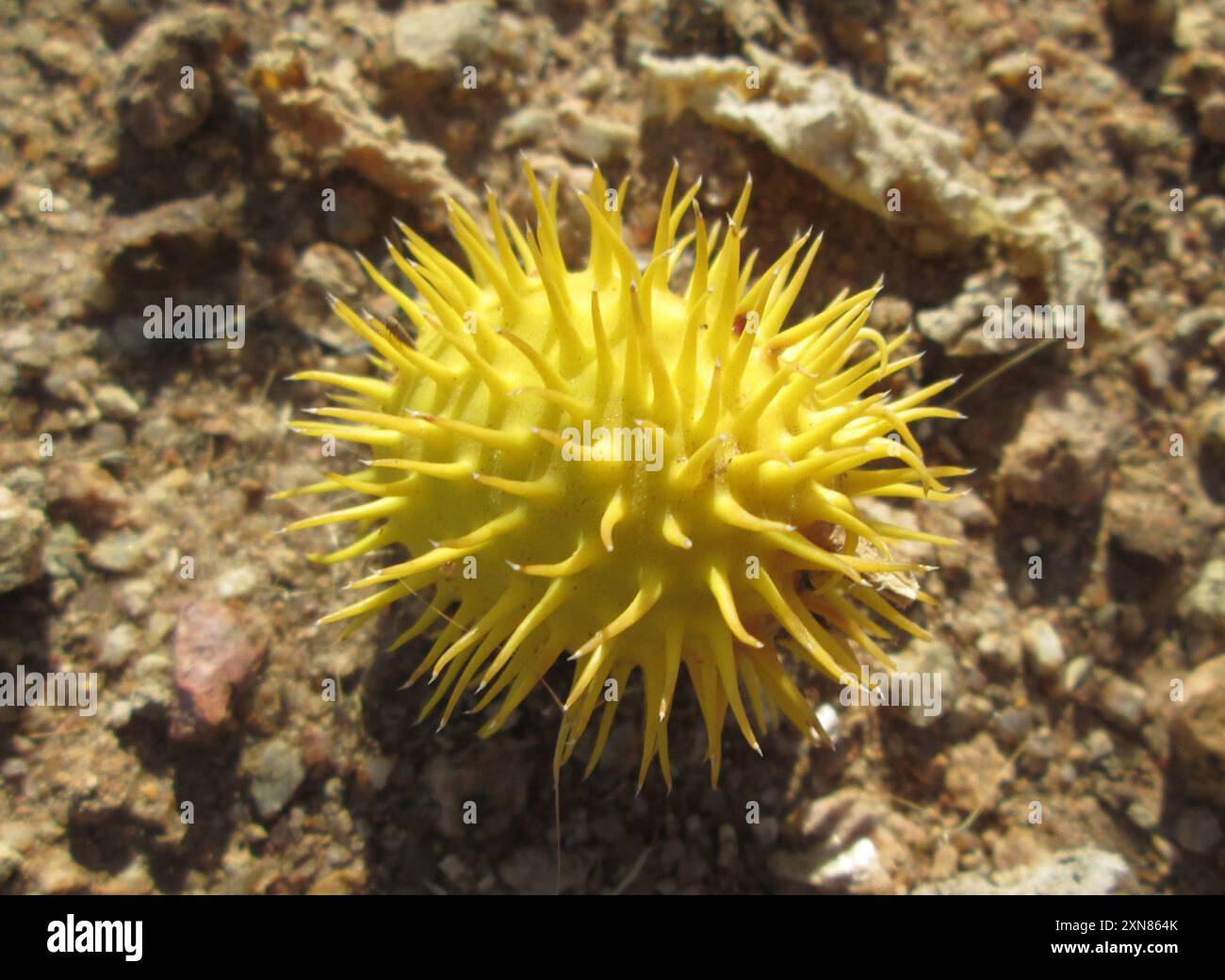 South African Spiny Cucumber (Cucumis zeyheri) Plantae Stock Photo - Alamy
