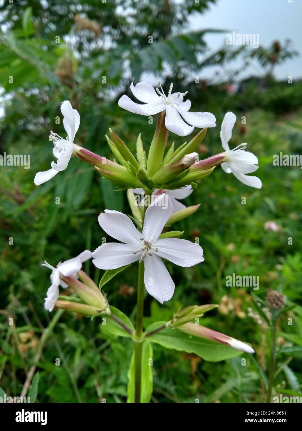 common soapwort (Saponaria officinalis) Plantae Stock Photo - Alamy