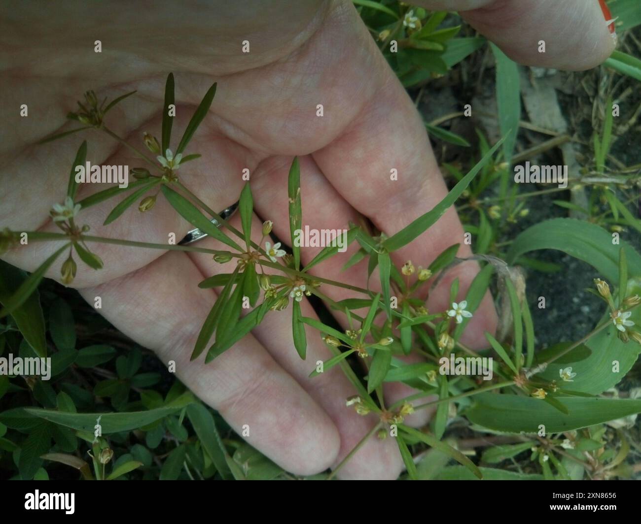 green carpetweed (Mollugo verticillata) Plantae Stock Photo - Alamy