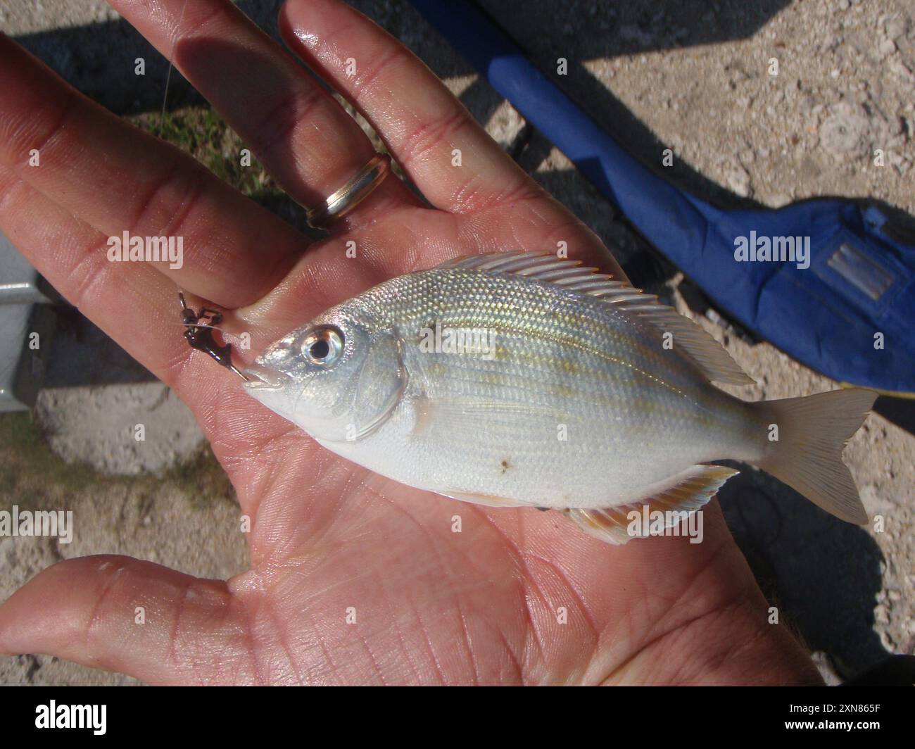 Pinfish (Lagodon rhomboides) Actinopterygii Stock Photo - Alamy