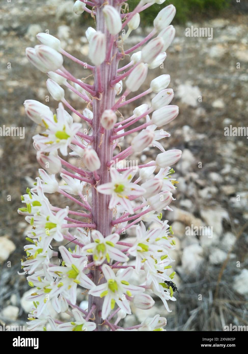 Sea Squill Complex (Drimia maritima) Plantae Stock Photo - Alamy