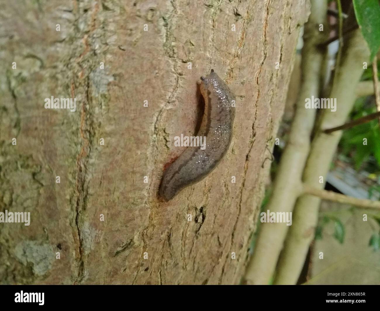 Chinese Slug (Meghimatium bilineatum) Mollusca Stock Photo - Alamy