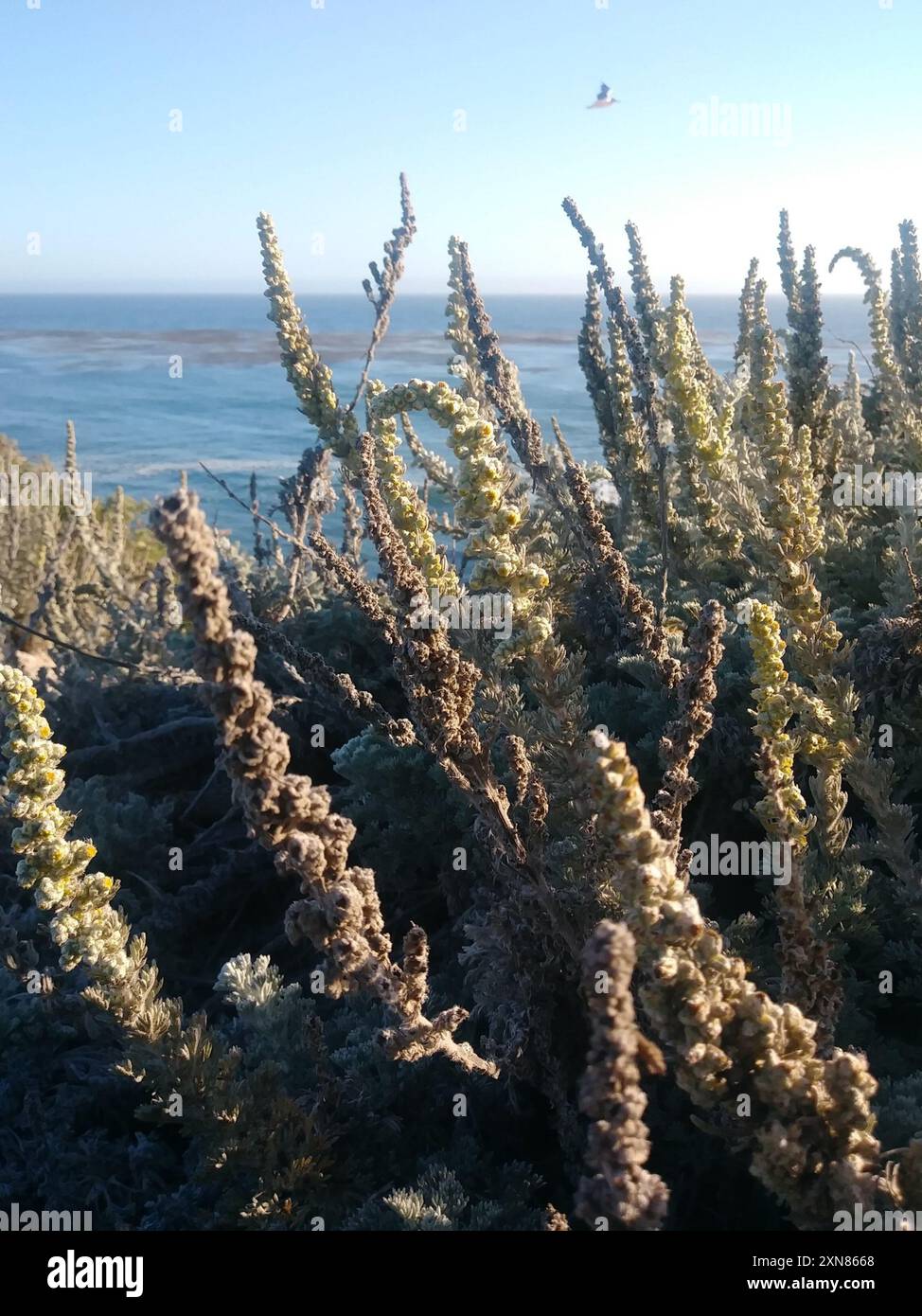 coastal sagewort (Artemisia pycnocephala) Plantae Stock Photo - Alamy