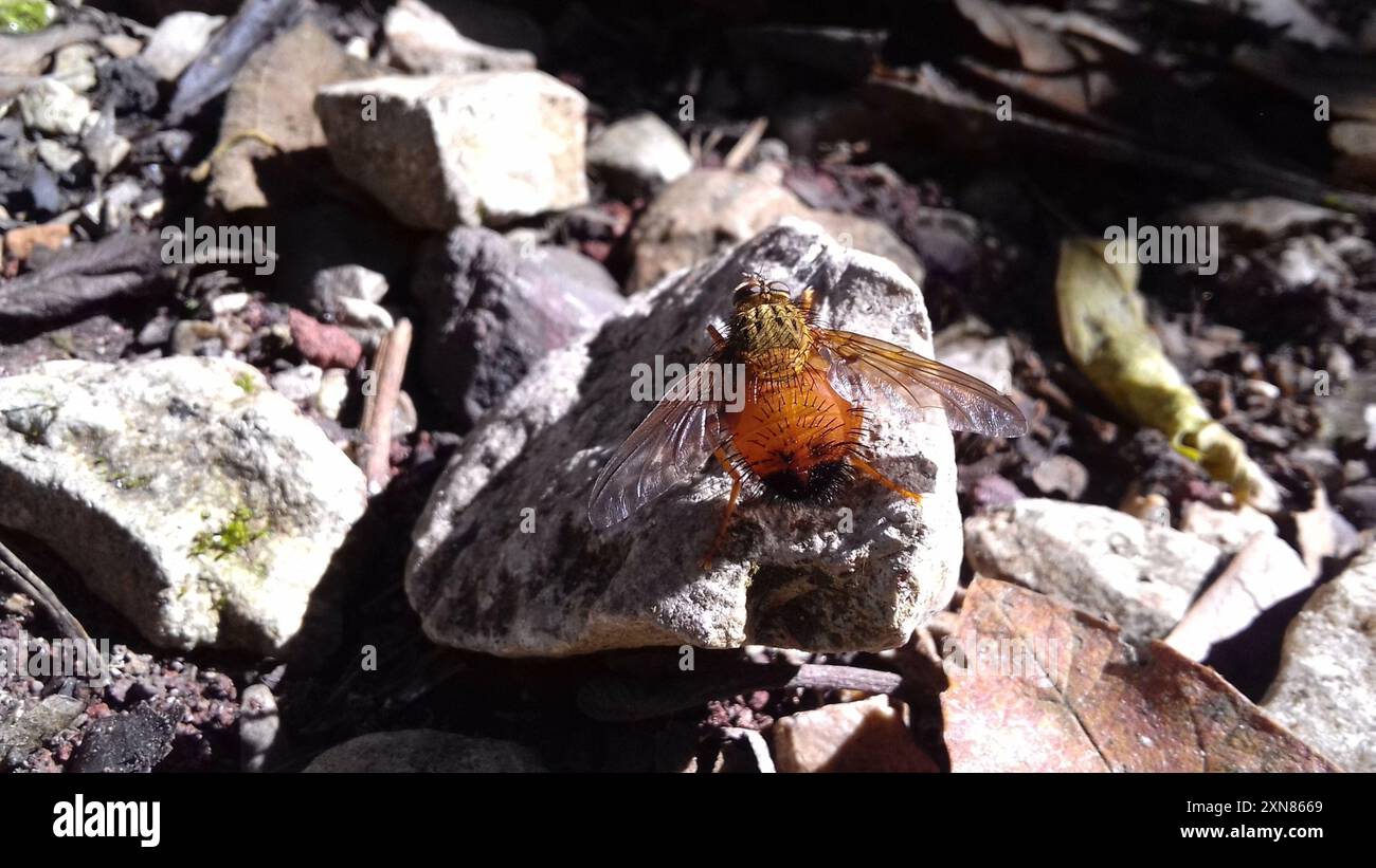 Bristle Flies (Tachinidae) Insecta Stock Photo - Alamy
