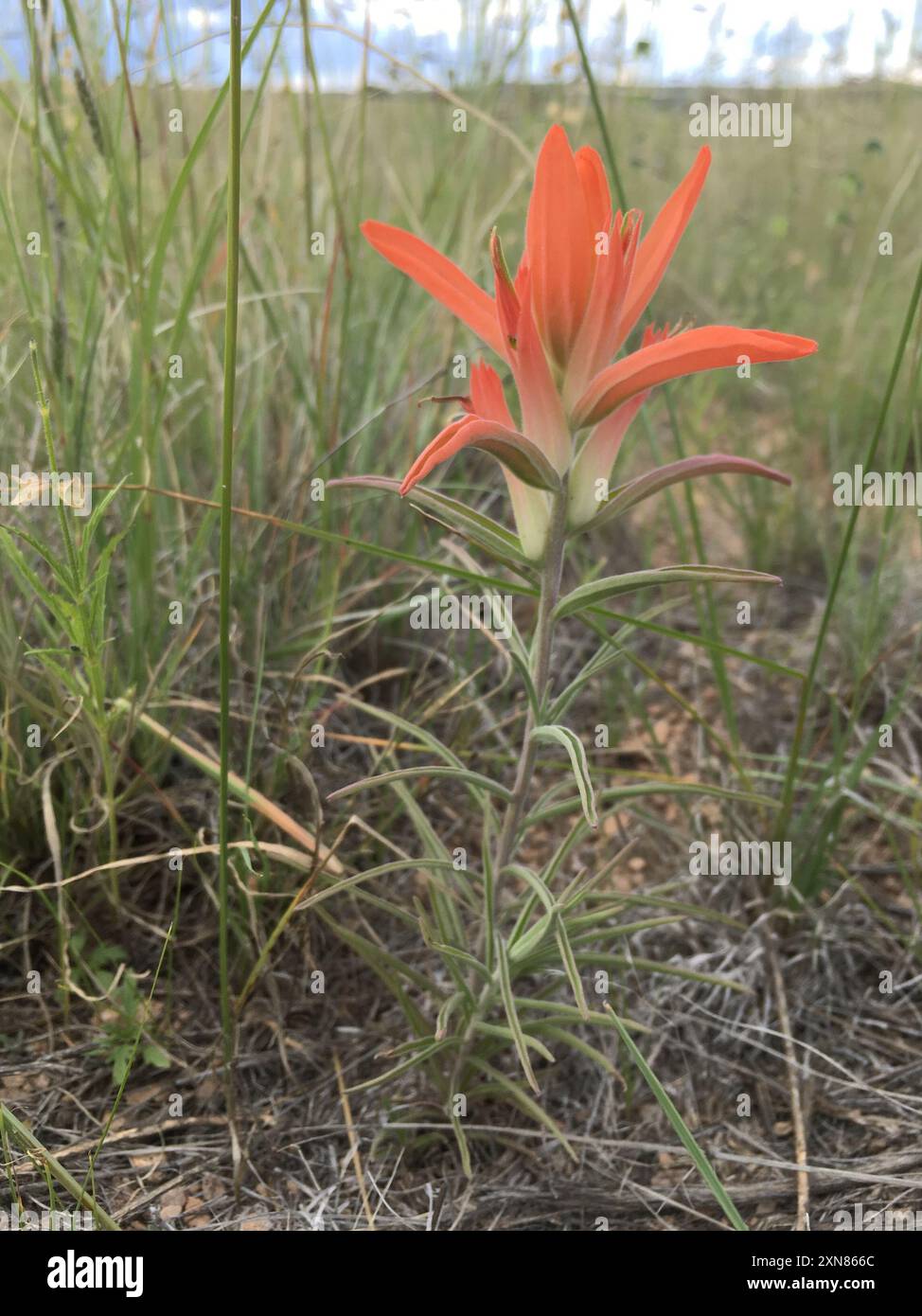 Wholeleaf Paintbrush (Castilleja integra) Plantae Stock Photo - Alamy