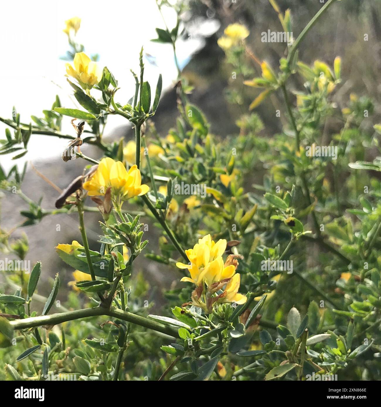 sickle alfalfa (Medicago falcata) Plantae Stock Photo - Alamy