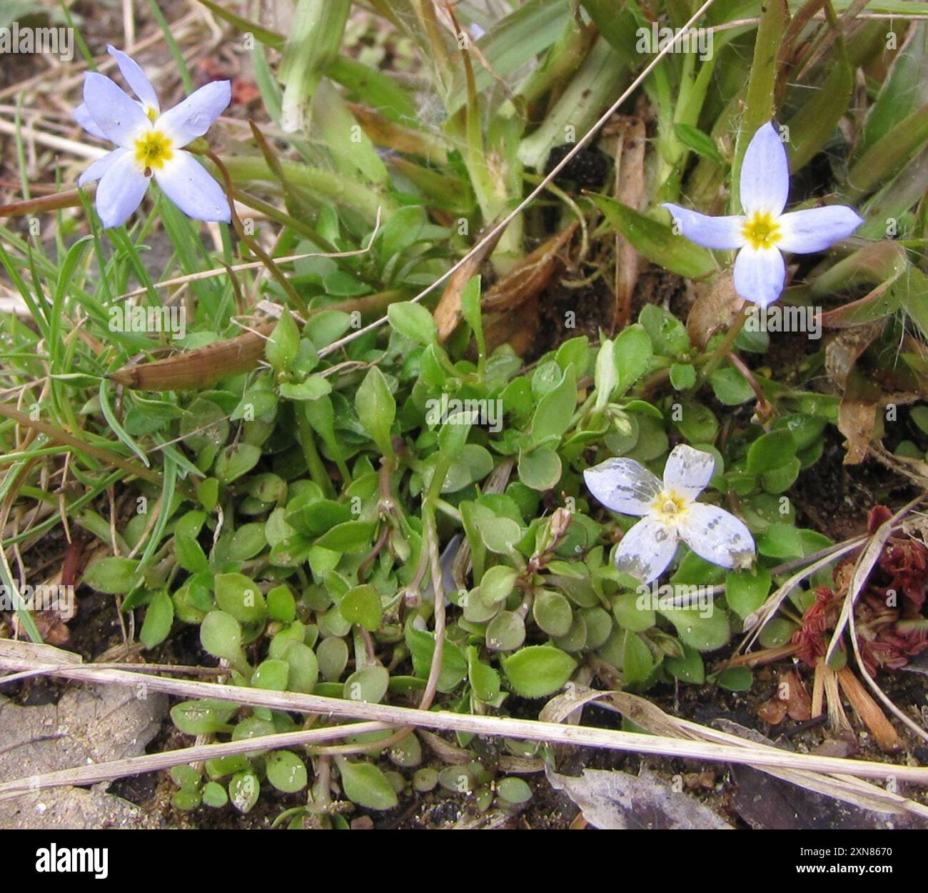 azure bluet (Houstonia caerulea) Plantae Stock Photo - Alamy