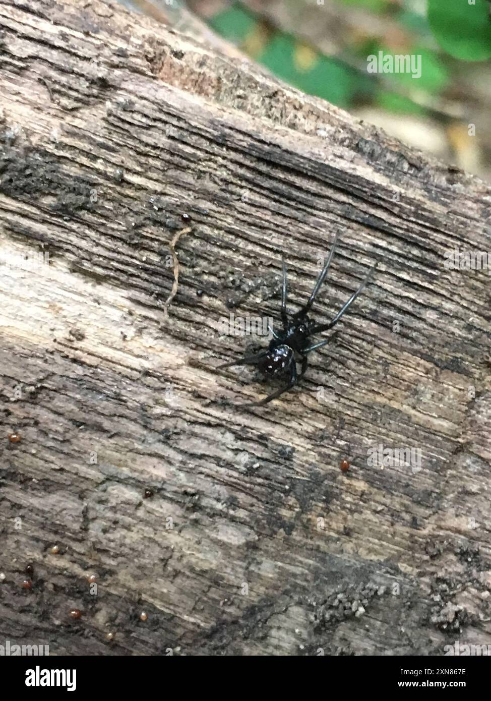 Black Cobweb Spider (Steatoda capensis) Arachnida Stock Photo - Alamy