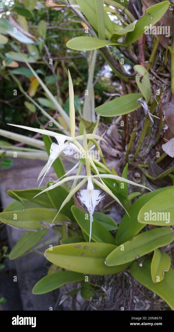 Fringed Star Orchid (Epidendrum ciliare) Plantae Stock Photo - Alamy