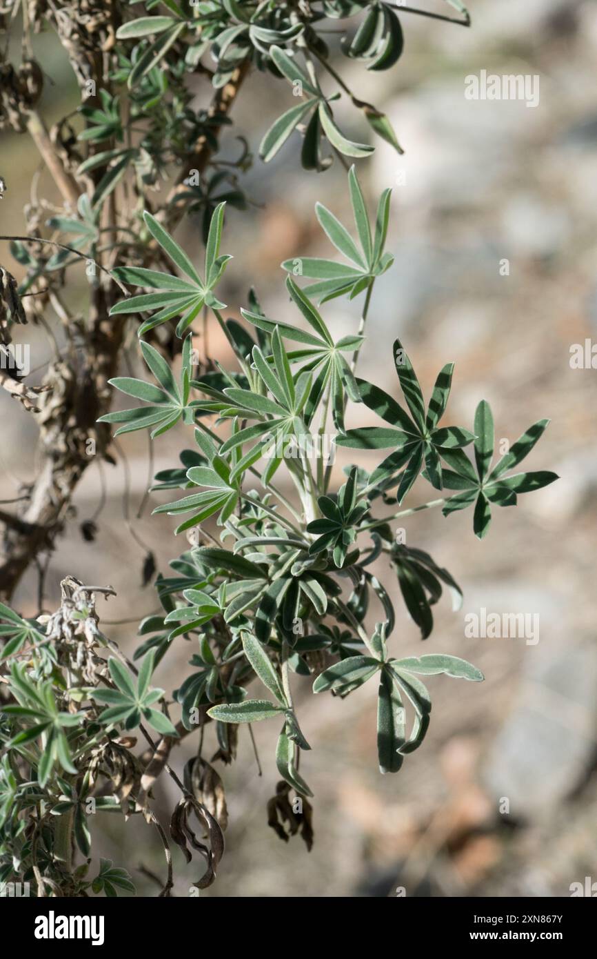 Bush Lupine complex (Lupinus albifrons) Plantae Stock Photo - Alamy