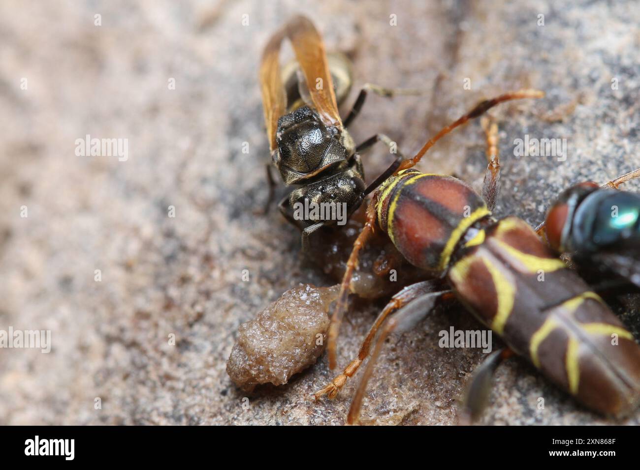 Mexican honey wasp hi-res stock photography and images - Alamy