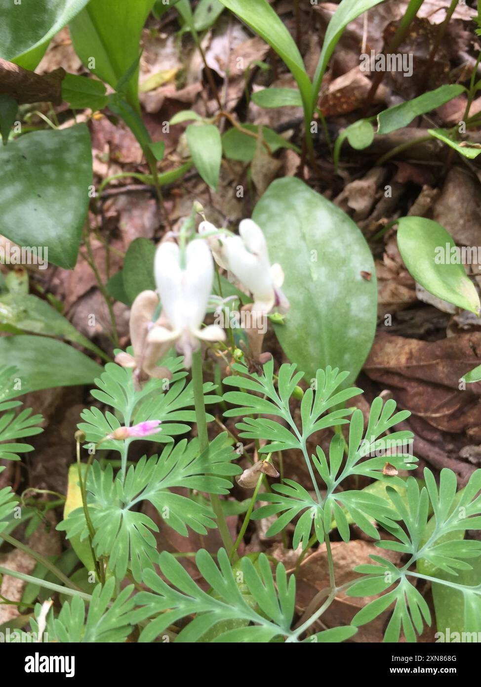squirrel corn (Dicentra canadensis) Plantae Stock Photo - Alamy