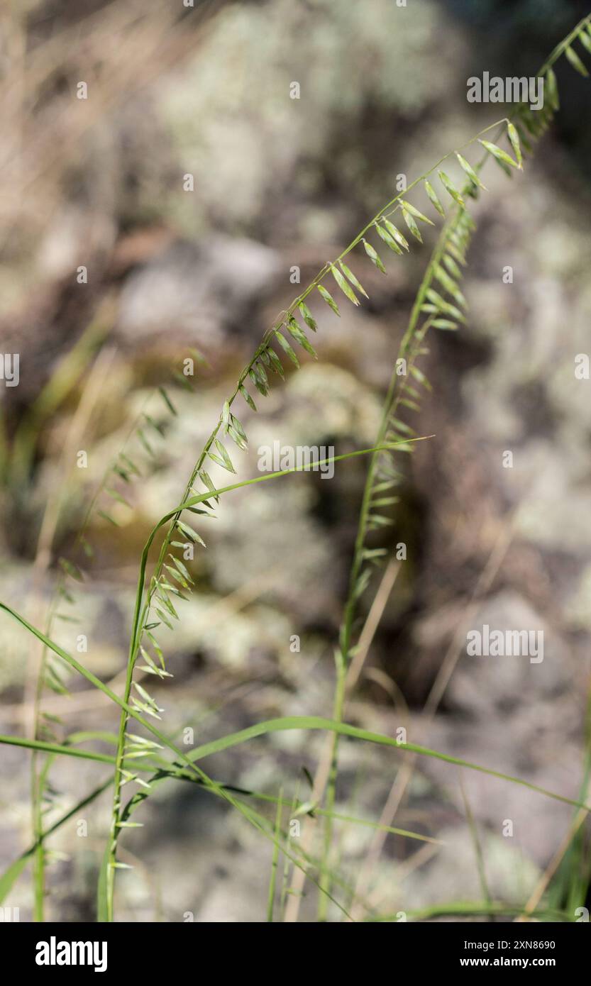 Porter's Melicgrass (Melica porteri) Plantae Stock Photo - Alamy