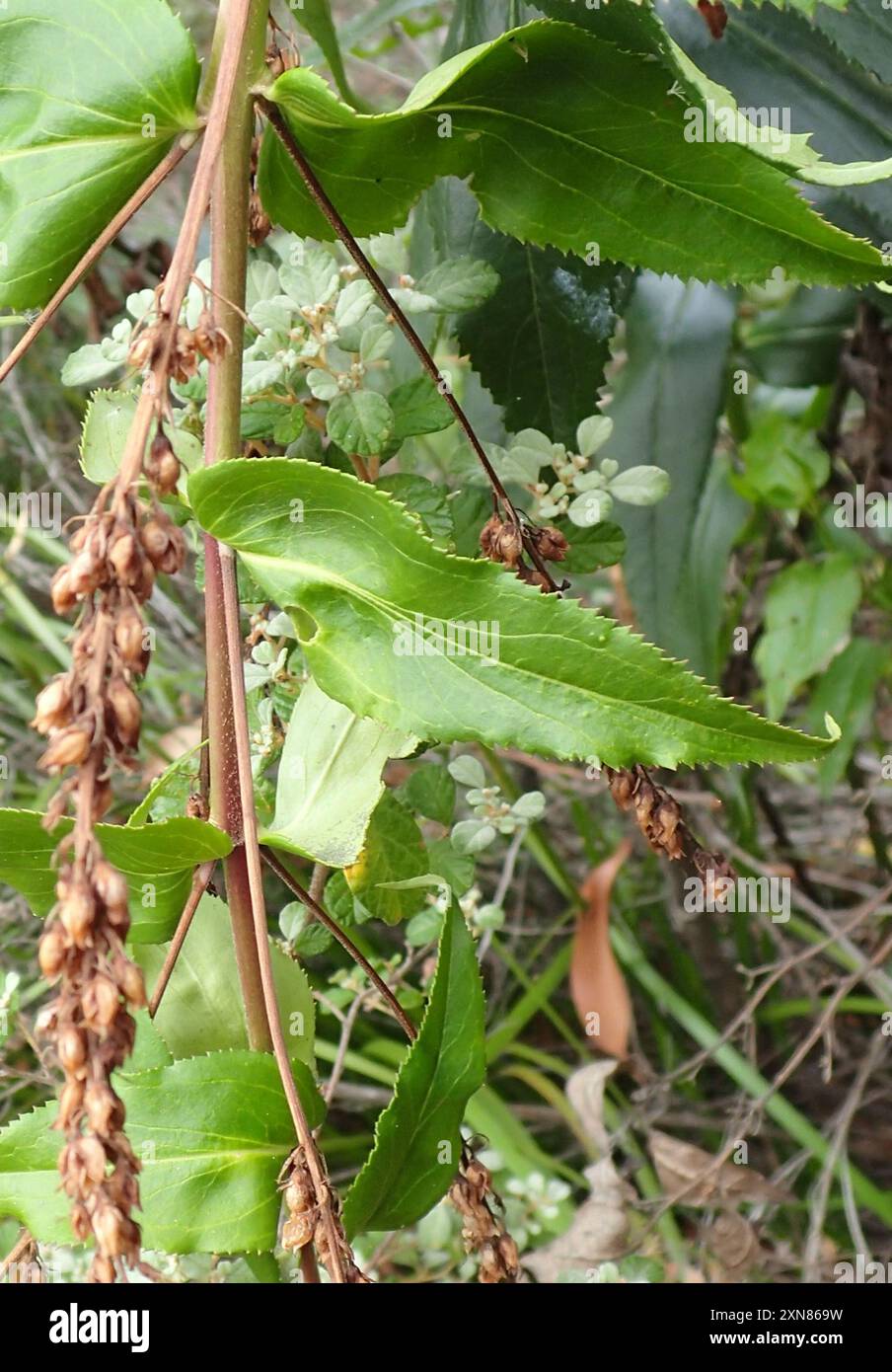 derwent speedwell (Veronica derwentiana) Plantae Stock Photo - Alamy