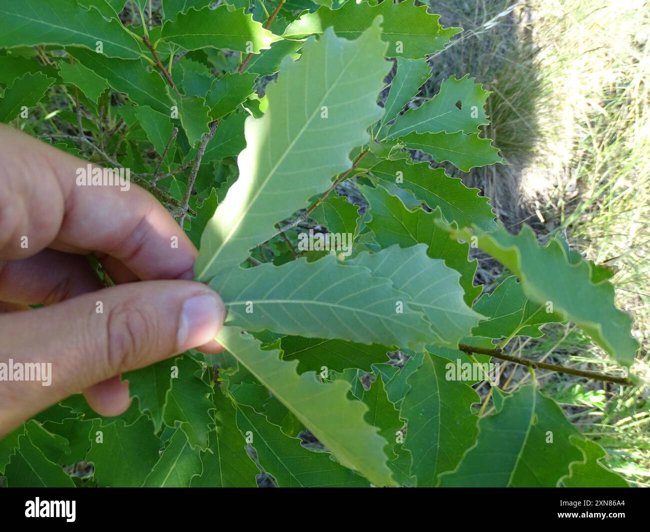 dwarf chinkapin oak (Quercus prinoides) Plantae Stock Photo - Alamy