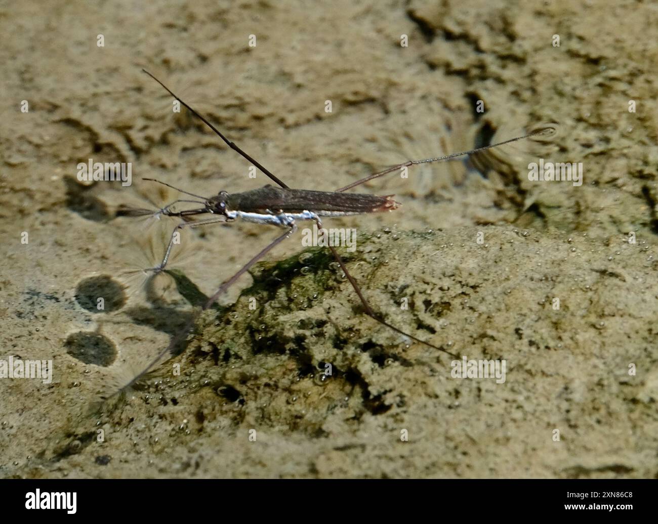 North American Common Water Strider (Aquarius remigis) Insecta Stock ...