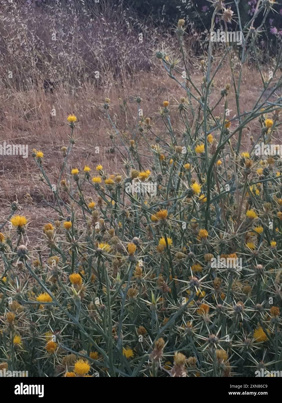 Yellow Star-Thistle (Centaurea solstitialis) Plantae Stock Photo - Alamy