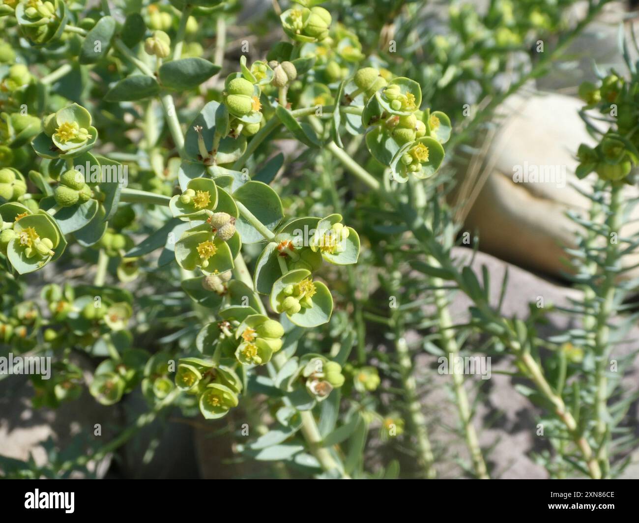 Sea Spurge (Euphorbia paralias) Plantae Stock Photo - Alamy