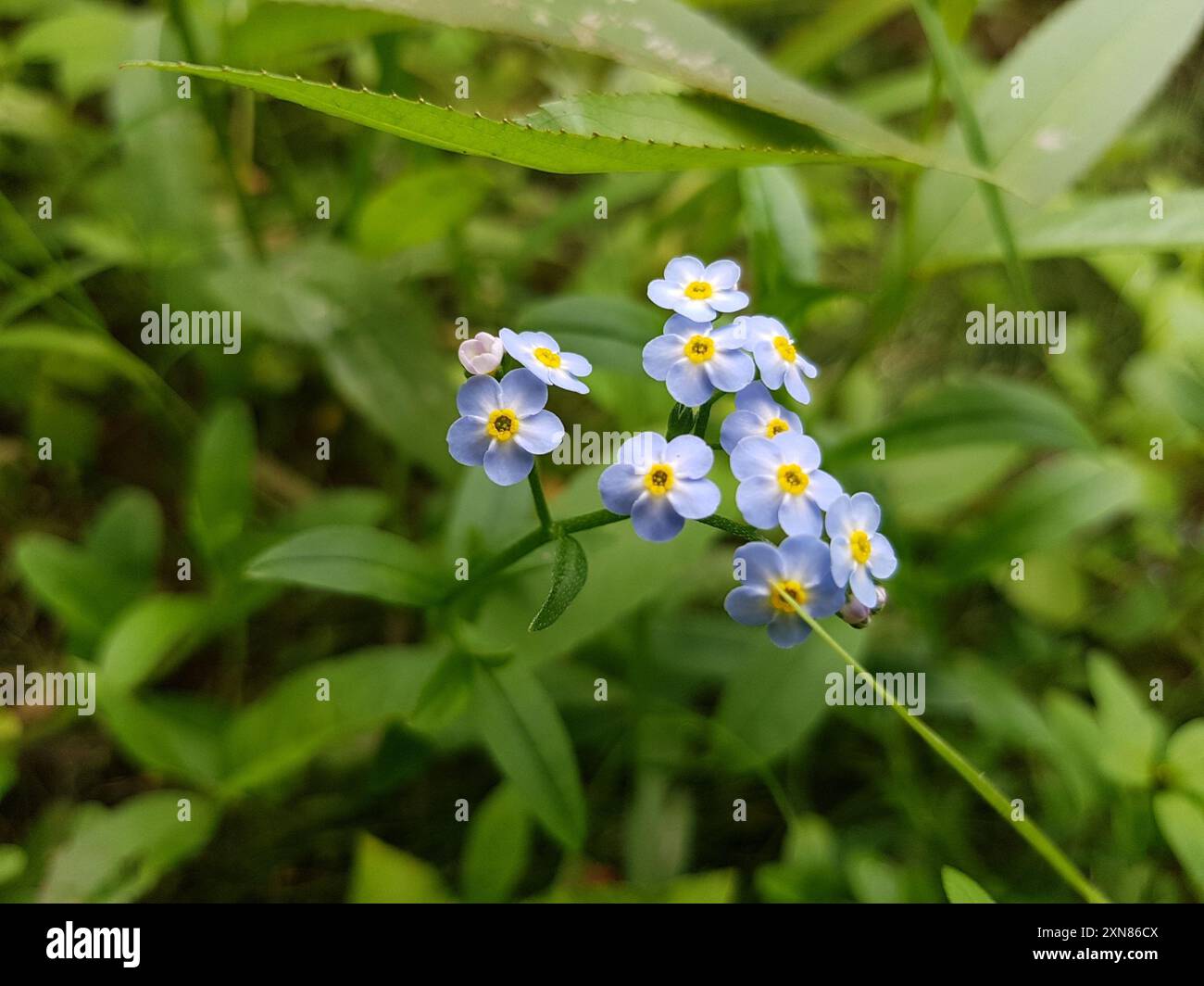 water forget-me-not (Myosotis scorpioides) Plantae Stock Photo - Alamy