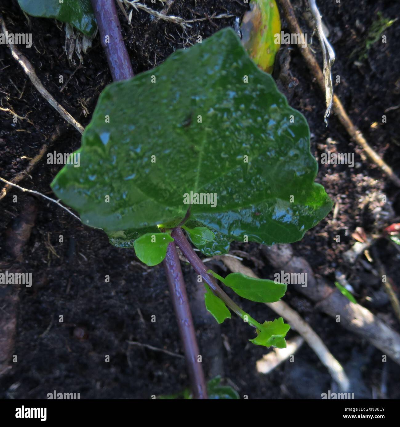creeping groundsel (Senecio angulatus) Plantae Stock Photo - Alamy