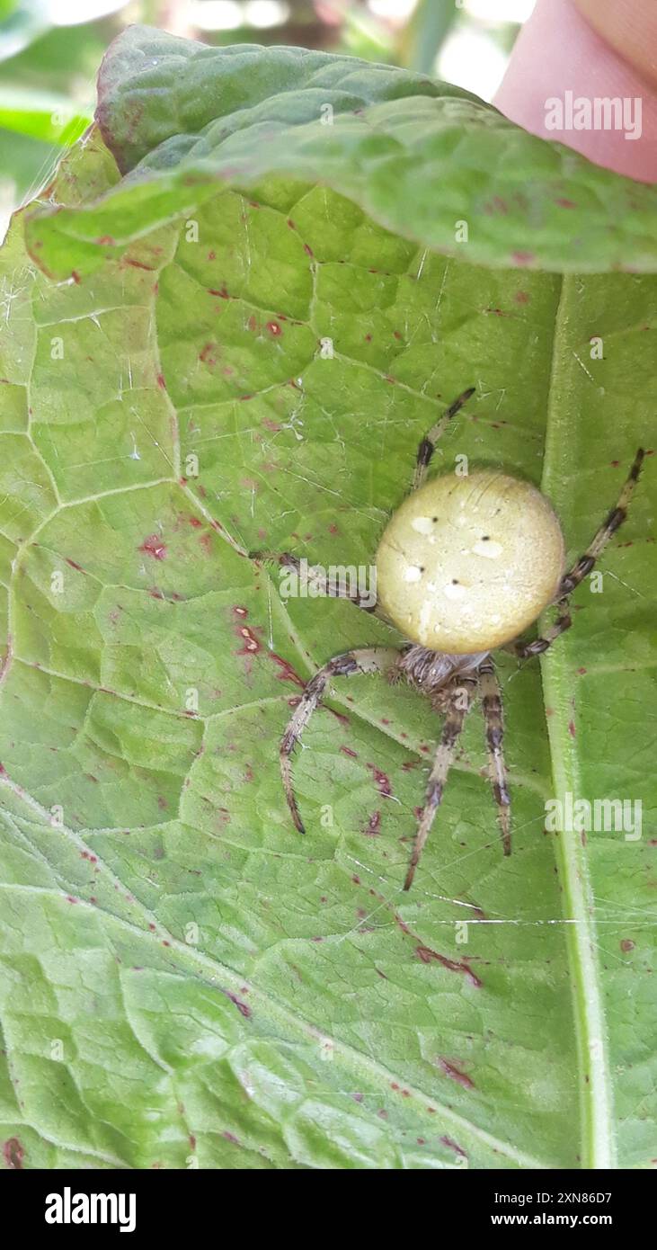 Four-spot Orbweaver (Araneus quadratus) Arachnida Stock Photo - Alamy