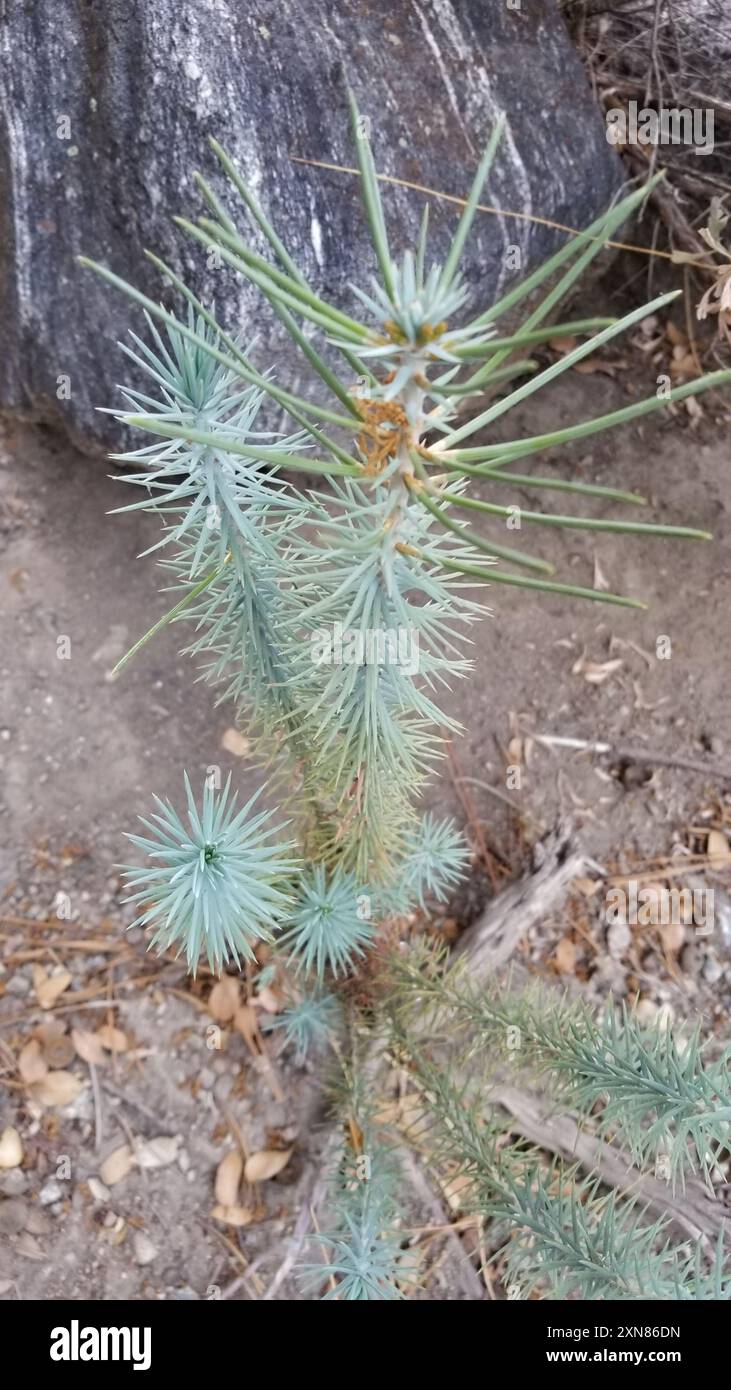 singleleaf pinyon (Pinus monophylla) Plantae Stock Photo - Alamy