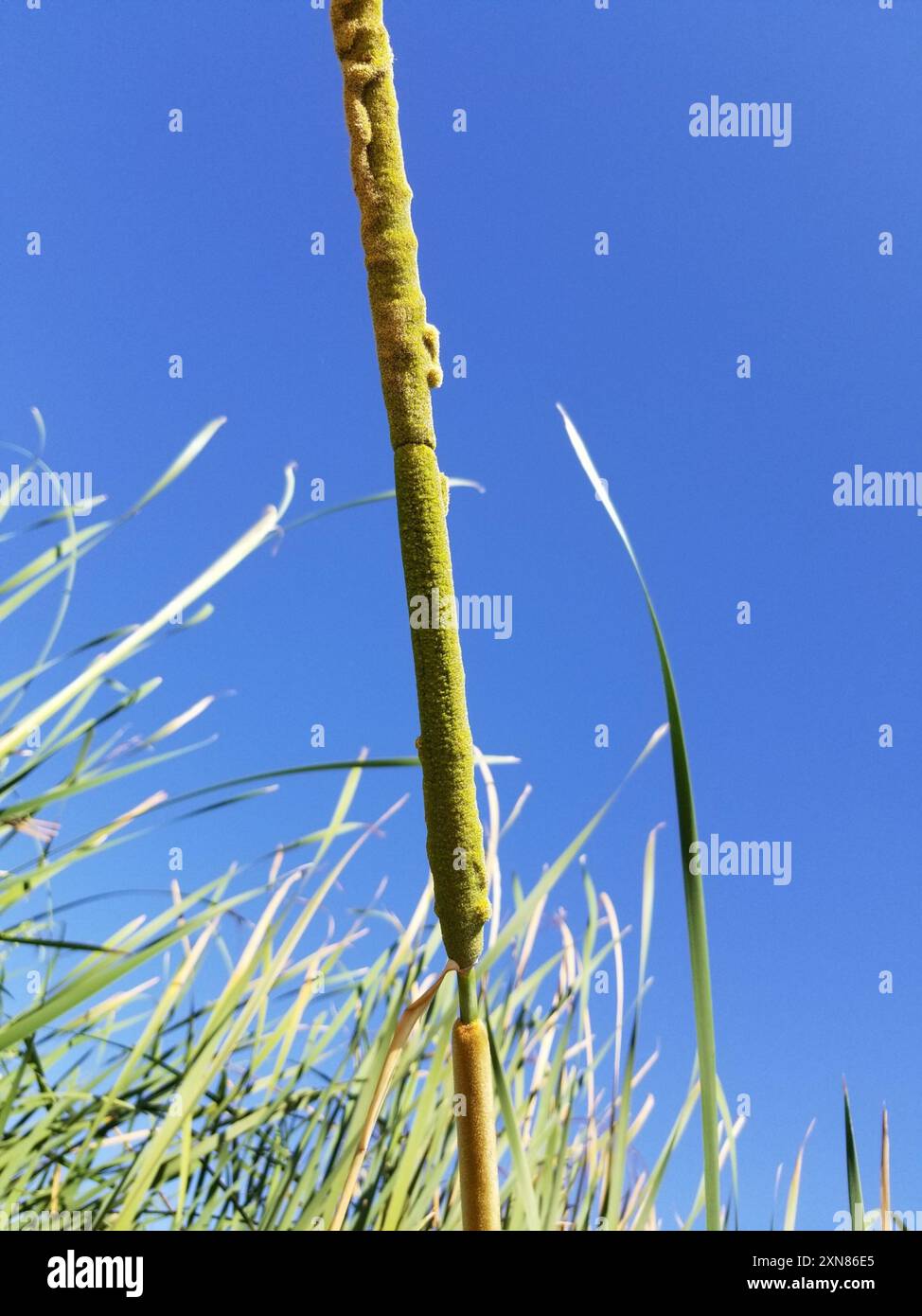 southern cattail (Typha domingensis) Plantae Stock Photo - Alamy