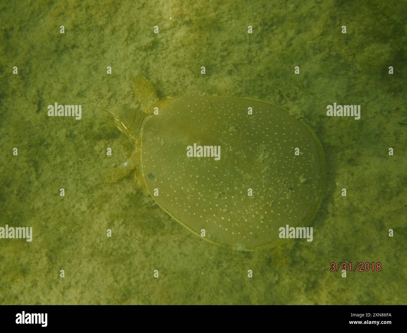 Guadalupe Spiny Softshell (Apalone spinifera guadalupensis) Reptilia Stock Photo - Alamy