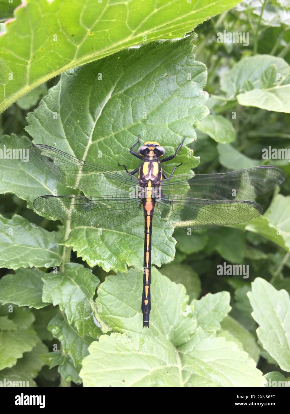 Pacific Clubtail (Phanogomphus kurilis) Insecta Stock Photo - Alamy